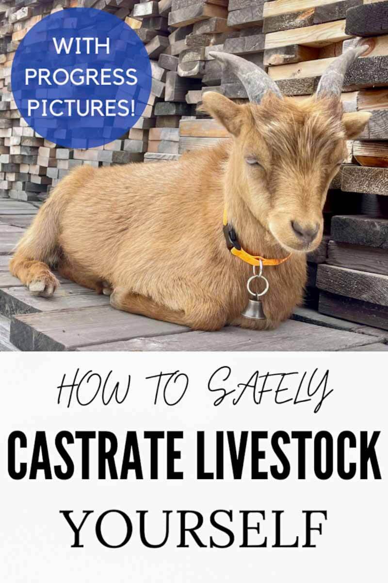 How to Castrate Livestock Safely (With Healing Photos & Tips) - Arda Acres
