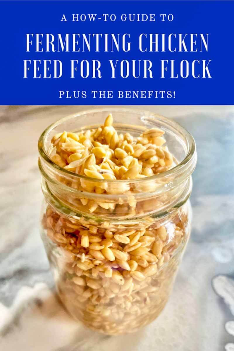 why and how to make fermented chicken feed for a healthy flock - Arda Acres